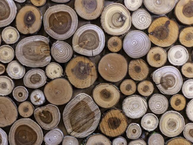 18 Types of Wood Homeowners Should Know About - Pro Tool Reviews
