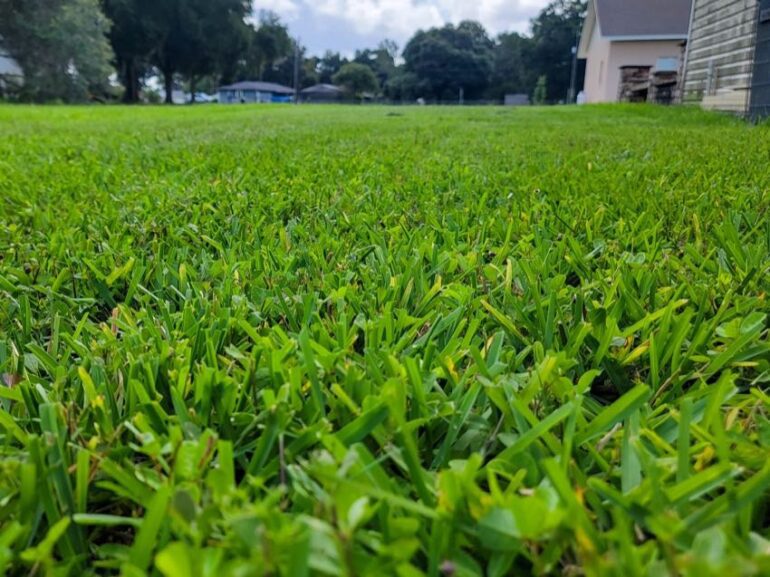 Lawn Care Conundrum: Mulching vs Bagging – Which is Better? - Pro Tool ...