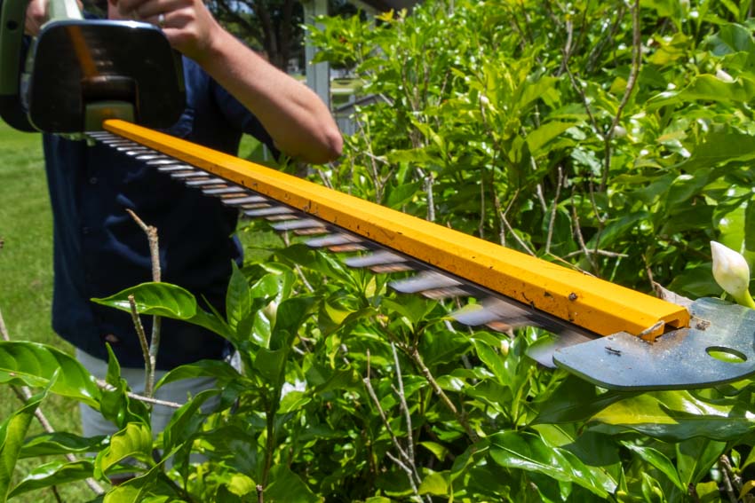 Hedge Trimmers: Types, Benefits, and Tips for Success - Pro Tool Reviews